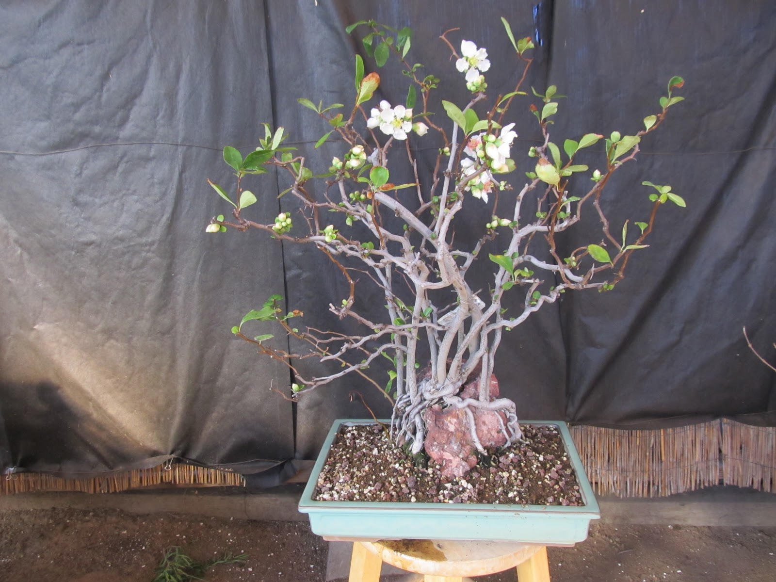 bonsaibp's bonsai blog: Root over rock 101