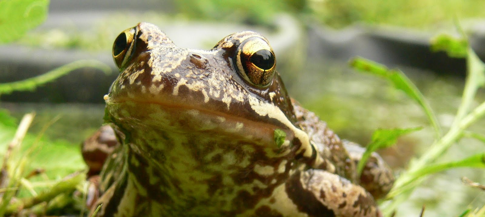 Looduspildid: Rohukonn, Rana temporaria, Common frog