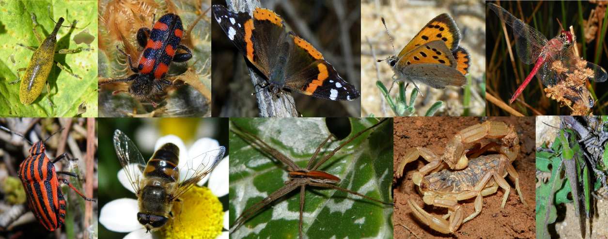 Los artrópodos: características y clasificación - Biología