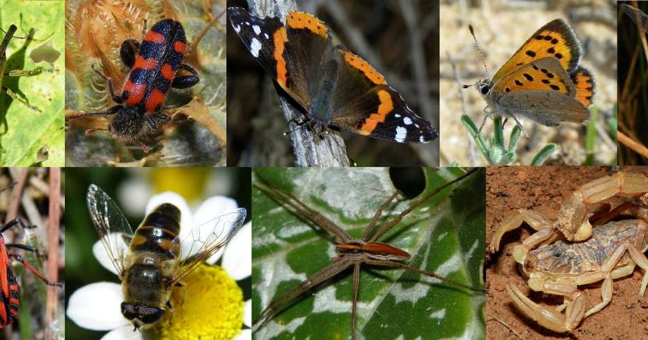 Los artrópodos: características y clasificación - Biología