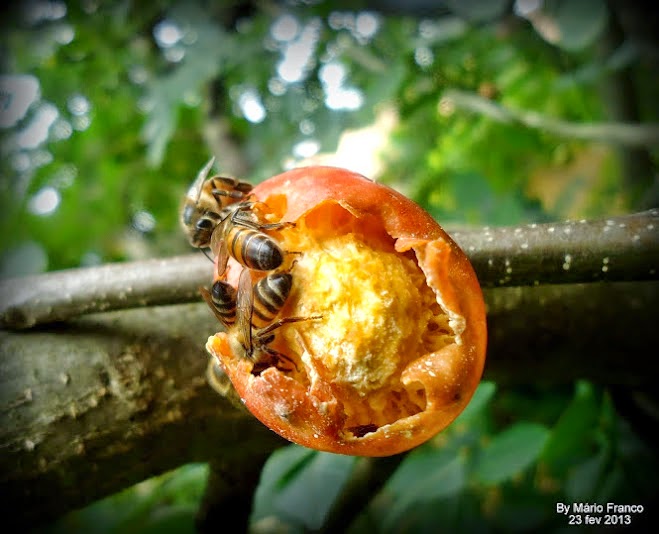 Meu Cantinho Verde: SERIGUELA, CIRIGUELA - ( Spondias purpúrea )