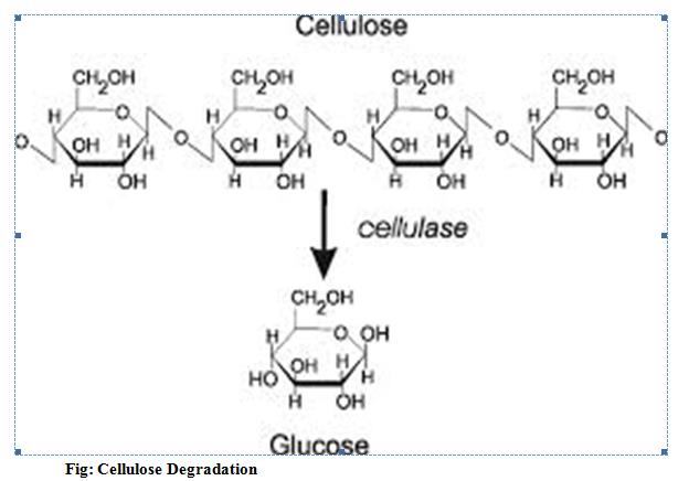 Microbial Degradation of Cellulose, starch, lipids, legnin,pectin ...