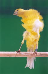 LOS CANARIOS DE POSTURA: Canarios Rizados (2)