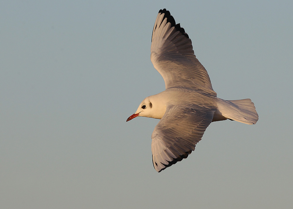 Richard Smith - Birdwatching Days Out: CASPIAN GULL, 1st winter ...