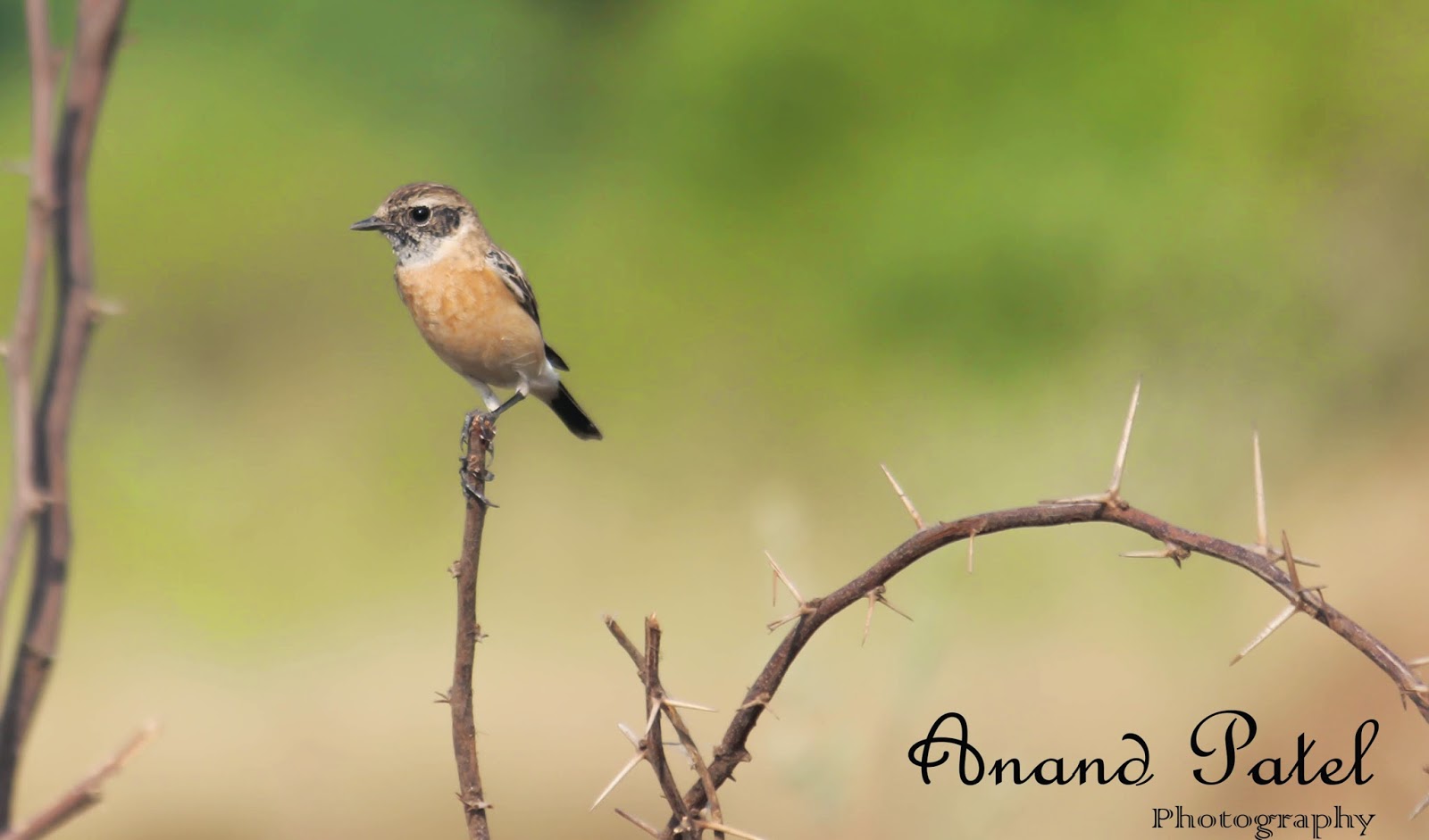 Siberian Stonechat Female | YuGWoRLD