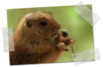 Universo Contraido: Animales cafés