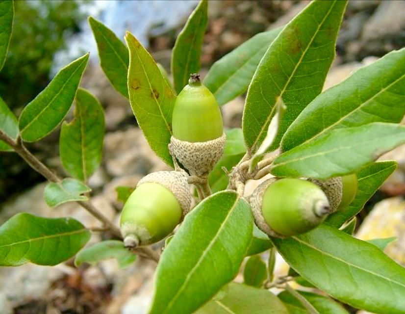 Plant Database: Quercus ilex