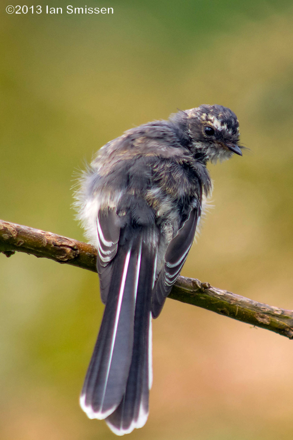 A passion for birds...: Oswin Roberts Reserve: Fairy-wrens and Fantails