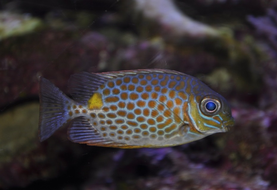 ZOOTOGRAFIANDO (5.836 ANIMALS): PEZ CONEJO DE MANCHA AMARILLA / ORANGE ...