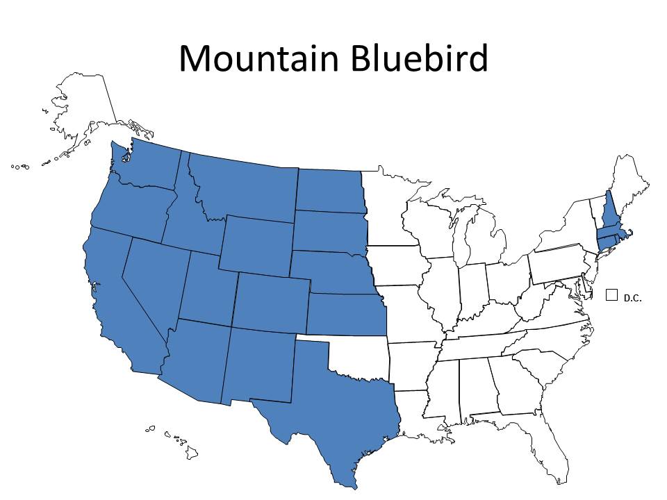 State Birding: Mountain Bluebird, Portsmouth, NH, April, 2016