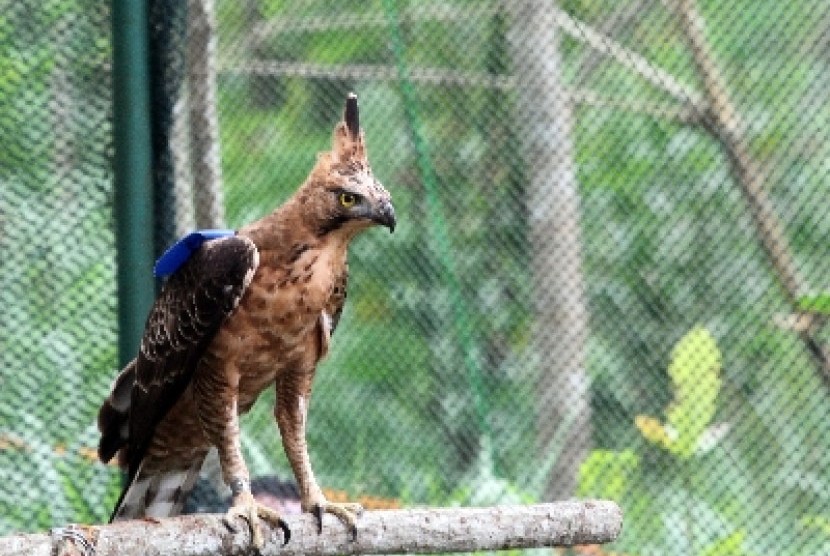 (Javanese eagle) the crowned king of eagles from Indonesia | Indonesian ...