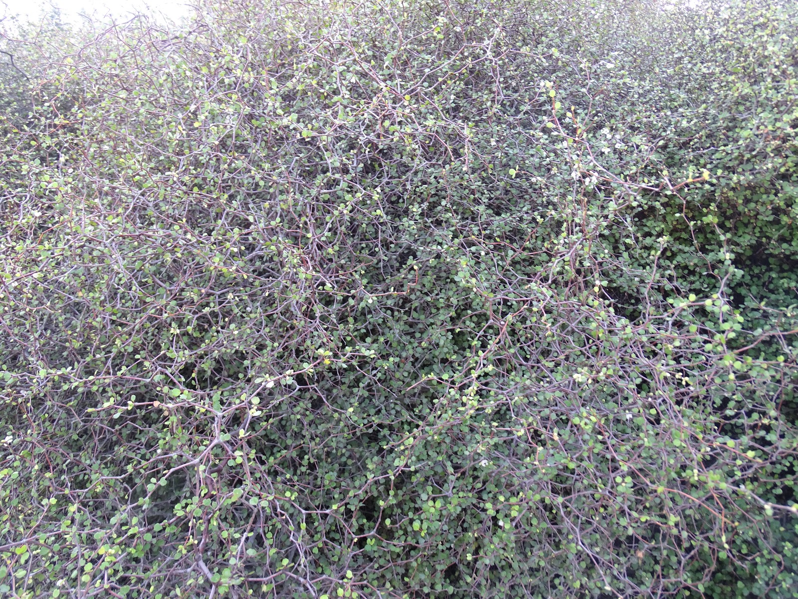 Trees For Canterbury