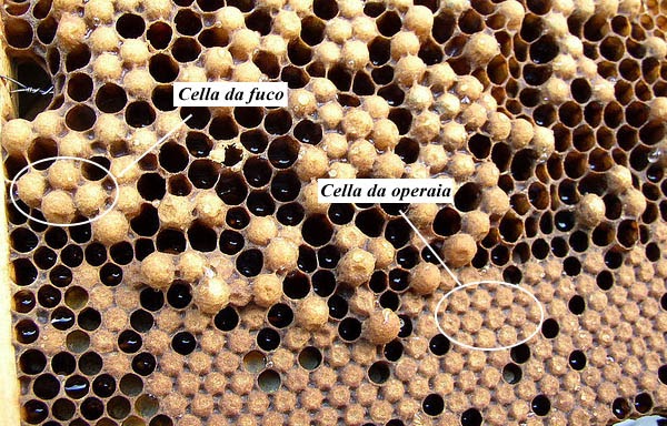 Apicoltura diario di bordo: Fasi di sviluppo delle api
