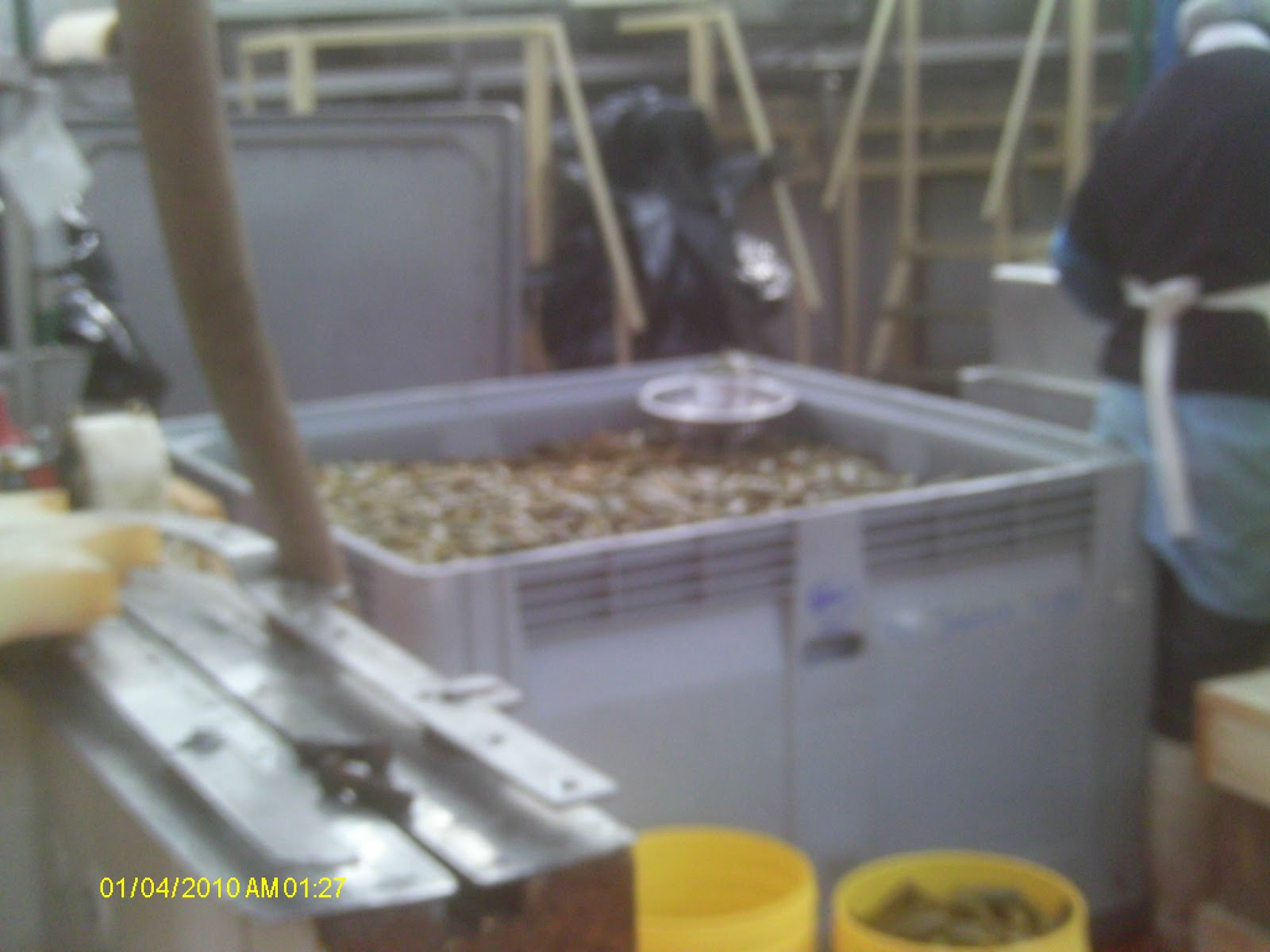 Alex Josowitz's Plus3 Chile Experience: May 14: Tools, Tomatoes, and ...