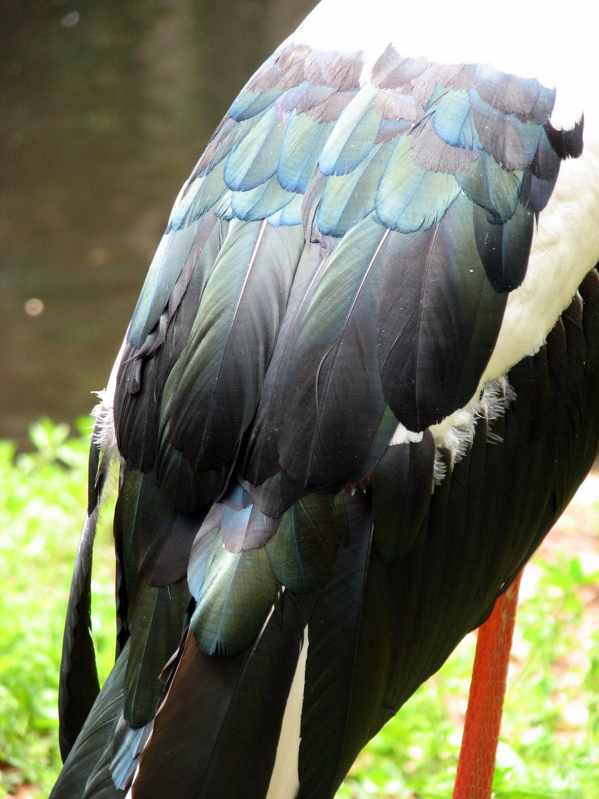 Native Animal Photography: Black-Necked Stork (Ephippiorhynchus asiaticus)
