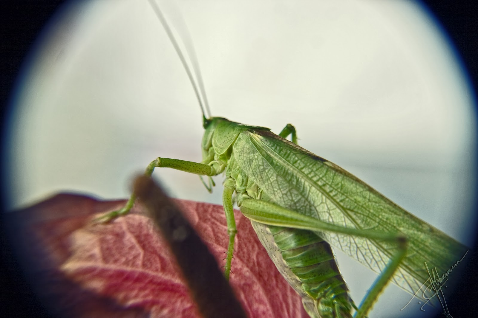 Hliboceanu G.V. Photography: Locust