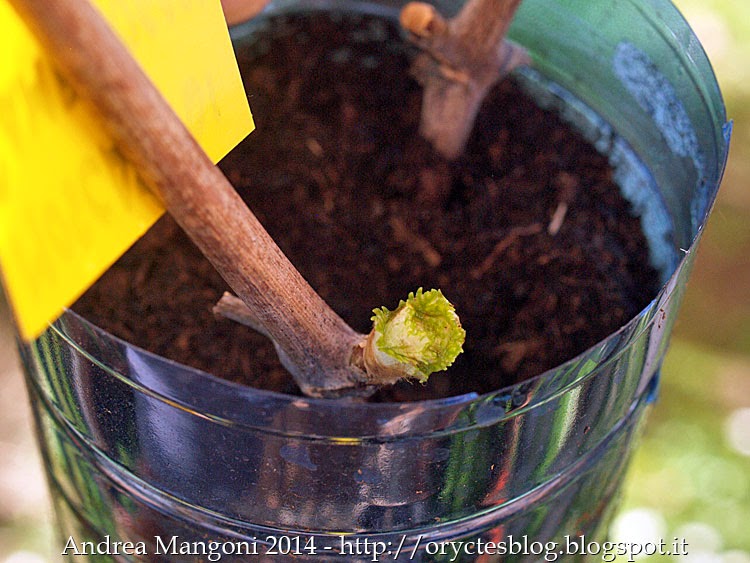 Orto antico - Mini-guida fotografica: come fare una talea di vite ...