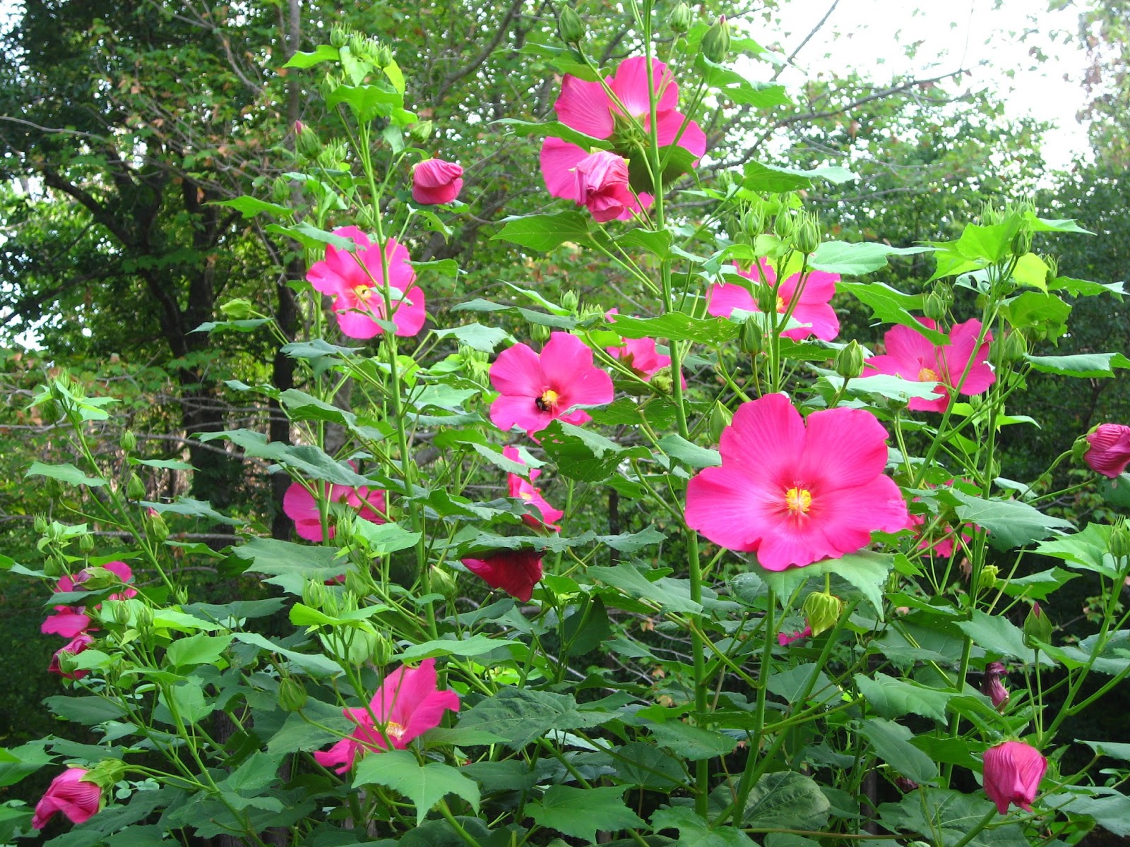 Rosa Louca Paulista / Hibiscus Mutabilis / Hibisco