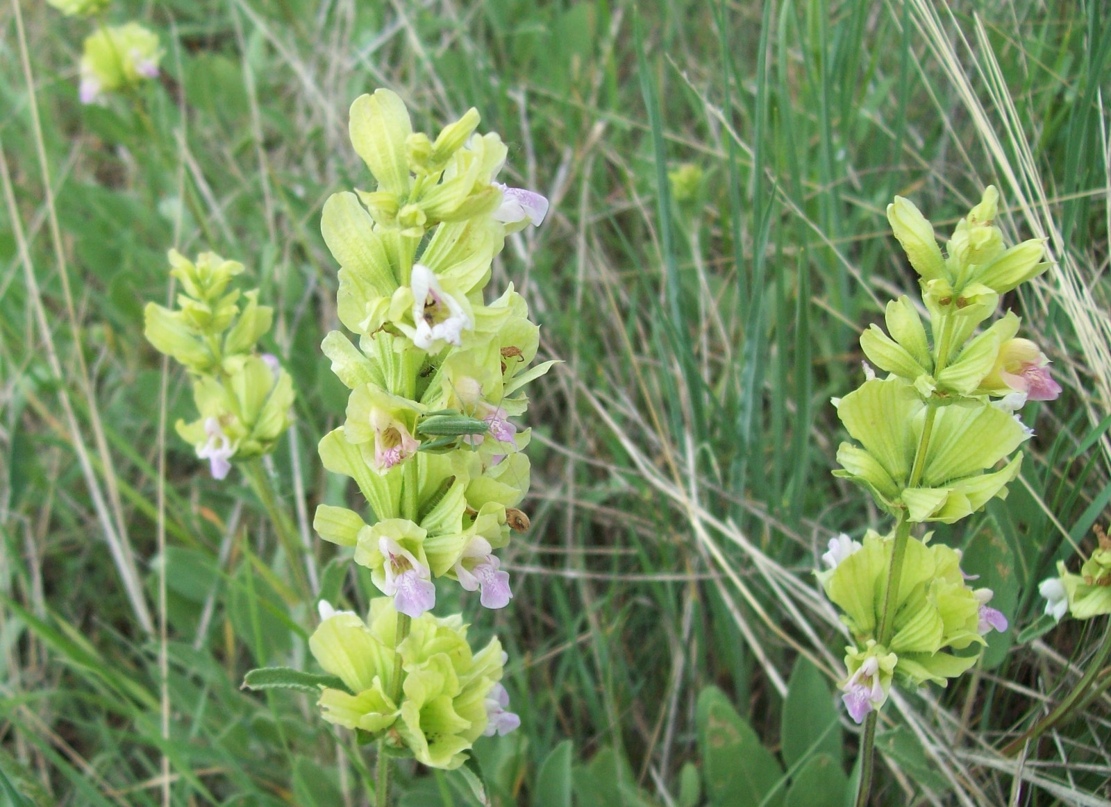 Adaçayi Bitkisi | Bilgi Defteri Güncel Blog GuidePedia