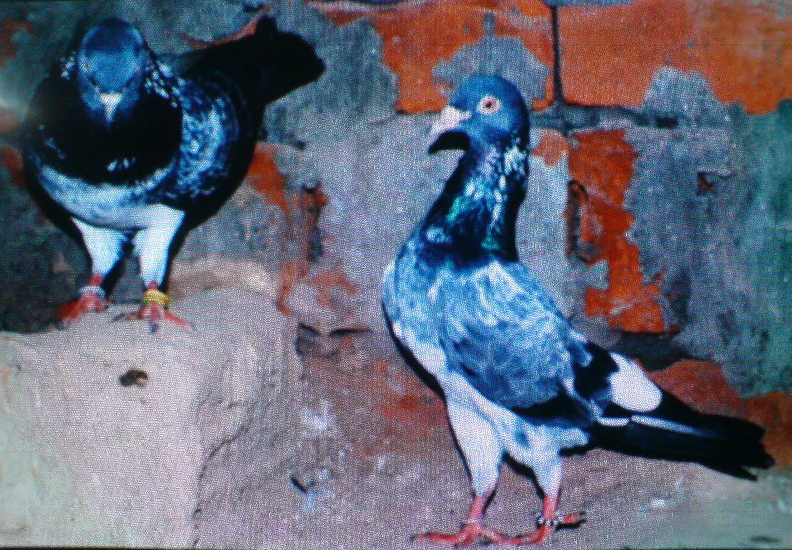 Pakistani pigeon (high flyer Pigeon) ~ Master Loft