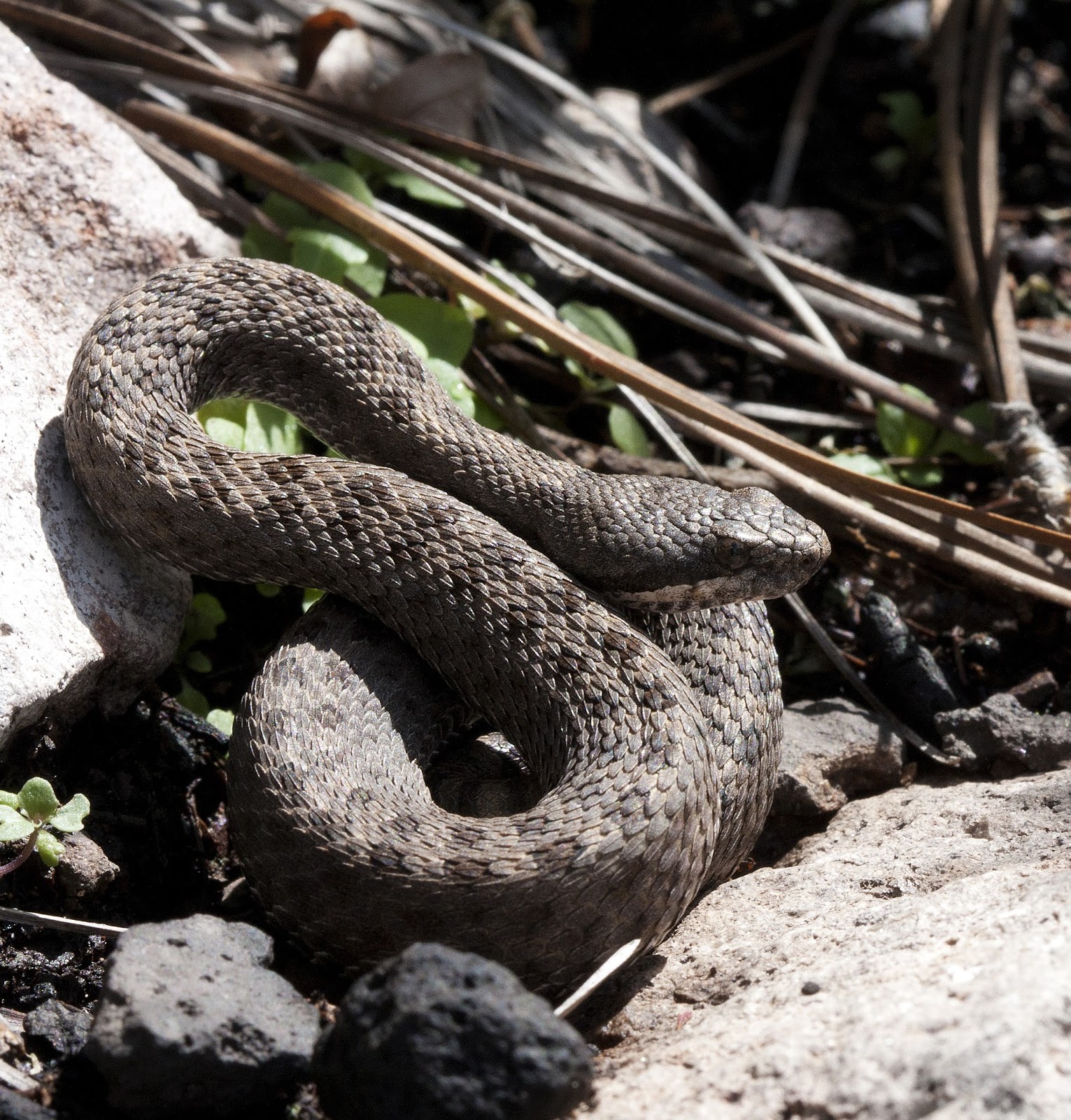 Salamander-Shmalamander: 2013