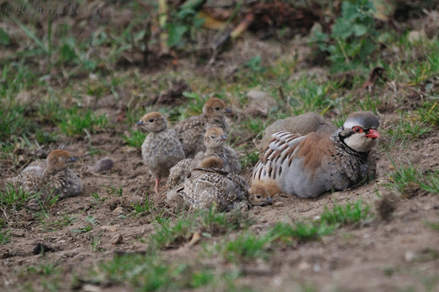 Pegler Birding: The Partridge Family - on 18th August, 2011