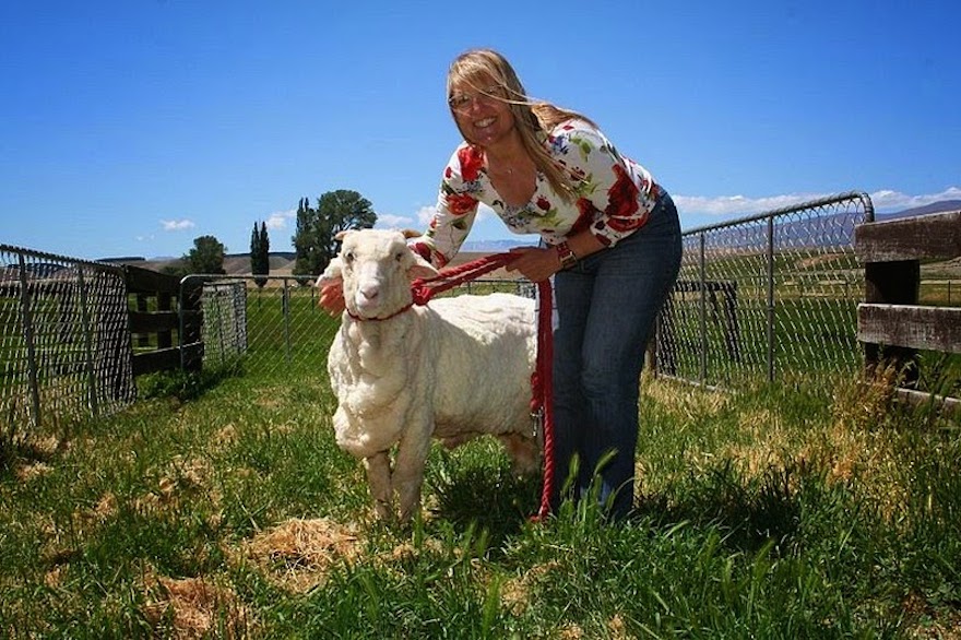 Electric Sheep Shears: Shrek, The Sheep Who Escaped Shearing For 6 Years