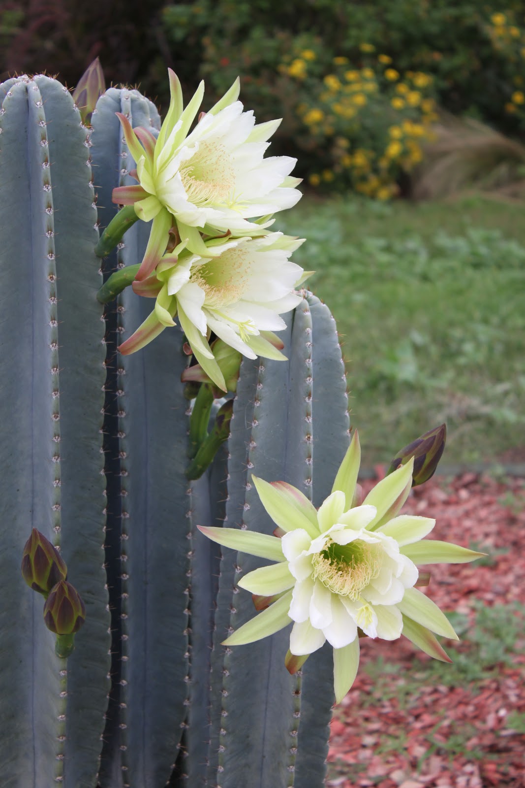 Rock-Oak-Deer: Around the Block: Cactus Blooms