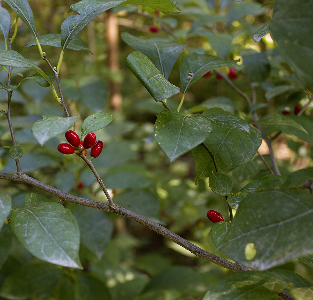 Rurification | Robin Edmundson: Spicebush Berries