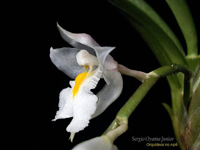 Orquídeas no Apê: Orquídea Rodriguezia venusta