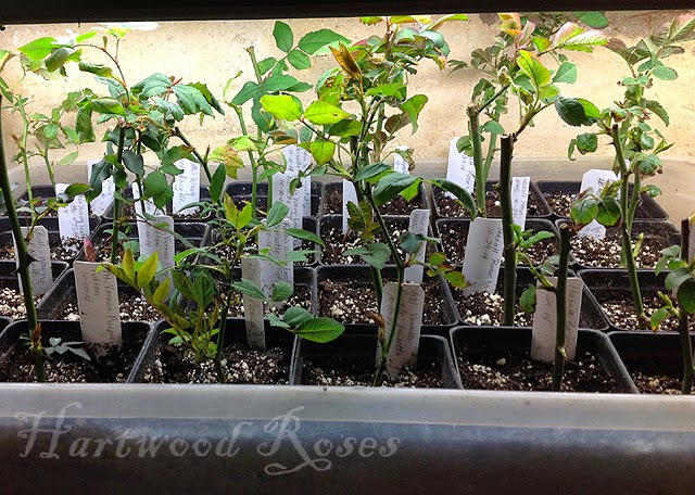 Hartwood Roses: Rose Gardening in the Basement