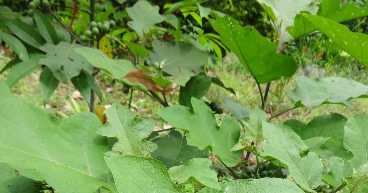 Herbs from Distant Lands: Solanum torvum - Pea Aubergine, Susumber ...