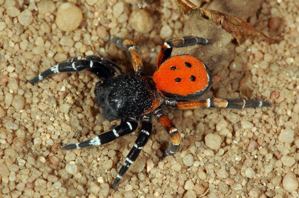 venta de dynastes hercules venta de megasoma elephas ExoticsMonsters ...