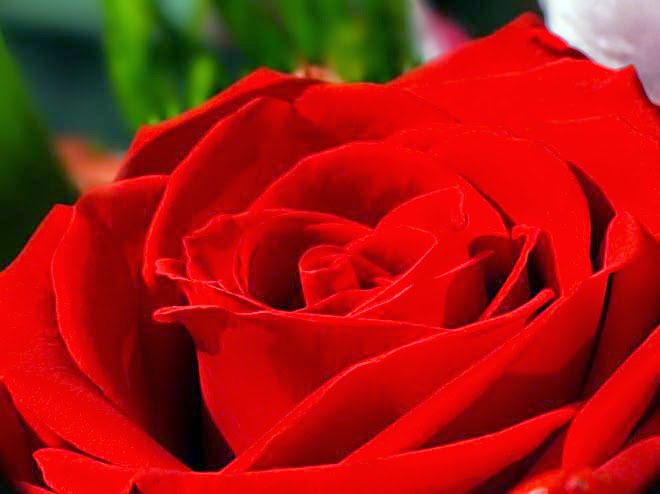 Las rosas ecuatorianas inundan el mundo