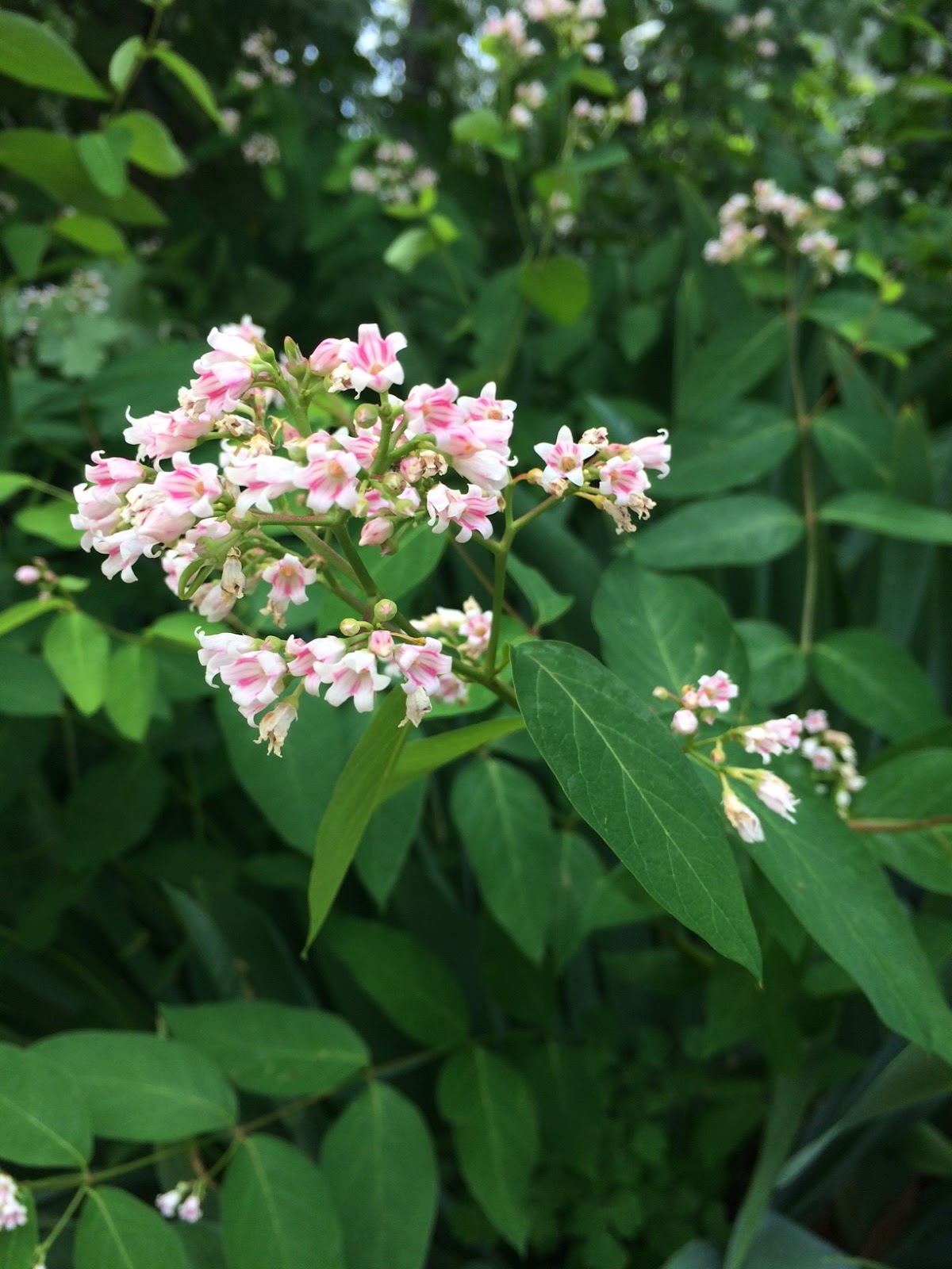 Dogbane Flowers