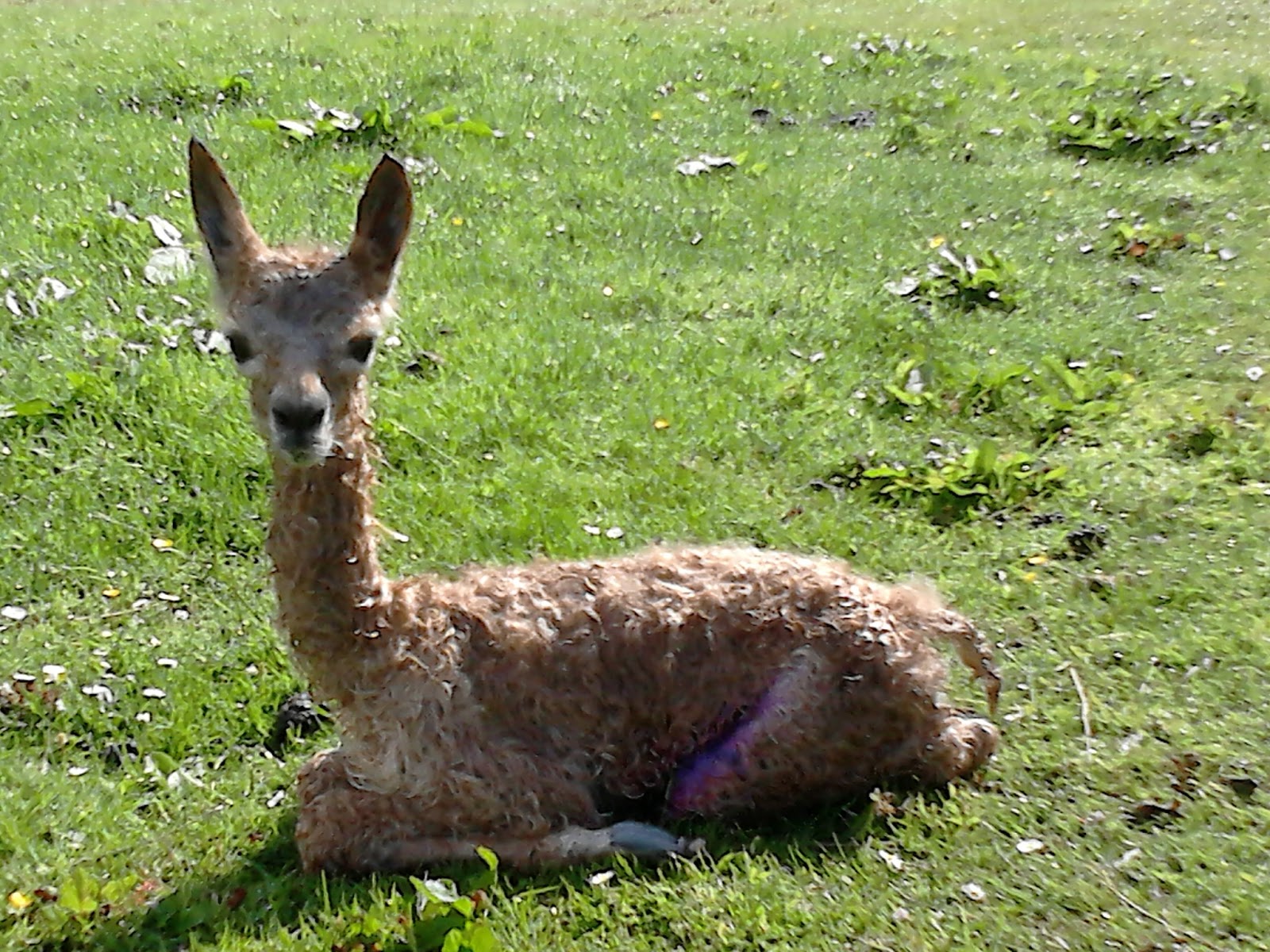 Zanzibah Alpacas...where the future is Fine 'n' Fancy: Zanzibah Zaroo ...