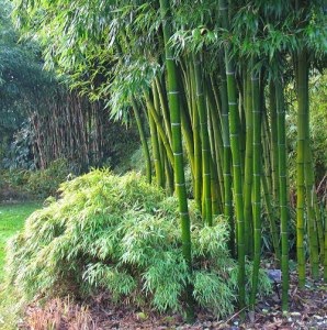 Trees: BAMBOO TREE