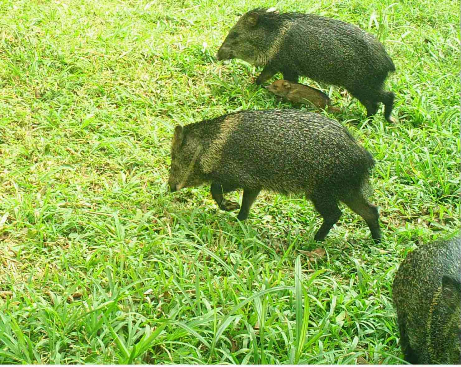 DEFENSOR DA NATUREZA: PORCO-DO-MATO fotografado com filhote na RPPN ...