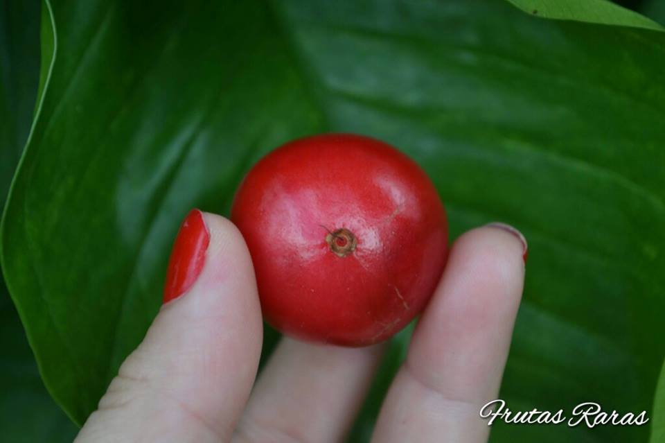 Eugenia patrisii - Ubaia-rubi-da-amazônia