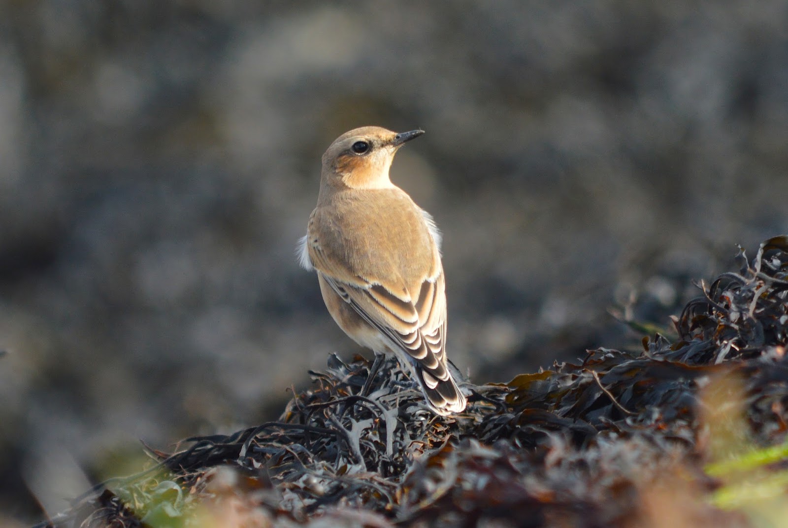 Birds of Germany: August 2016