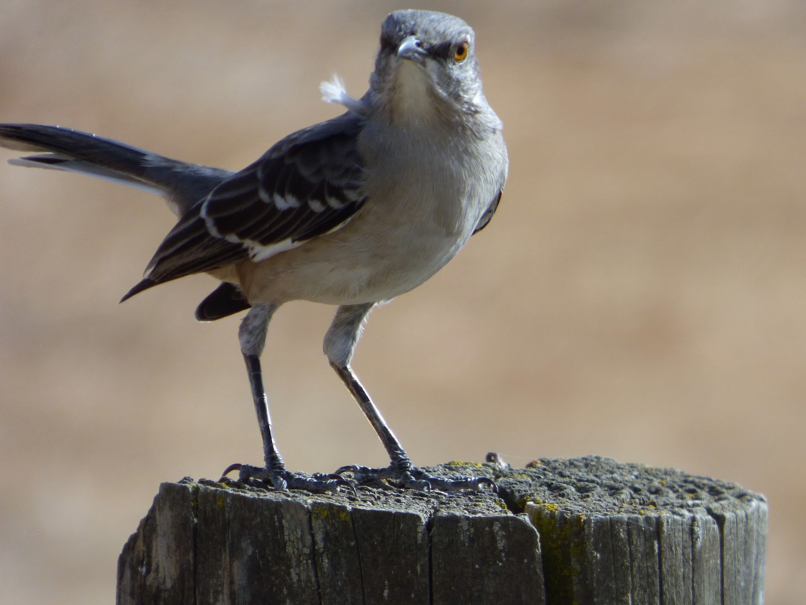 Geotripper's California Birds: One of the Obvious Ones: The Northern ...