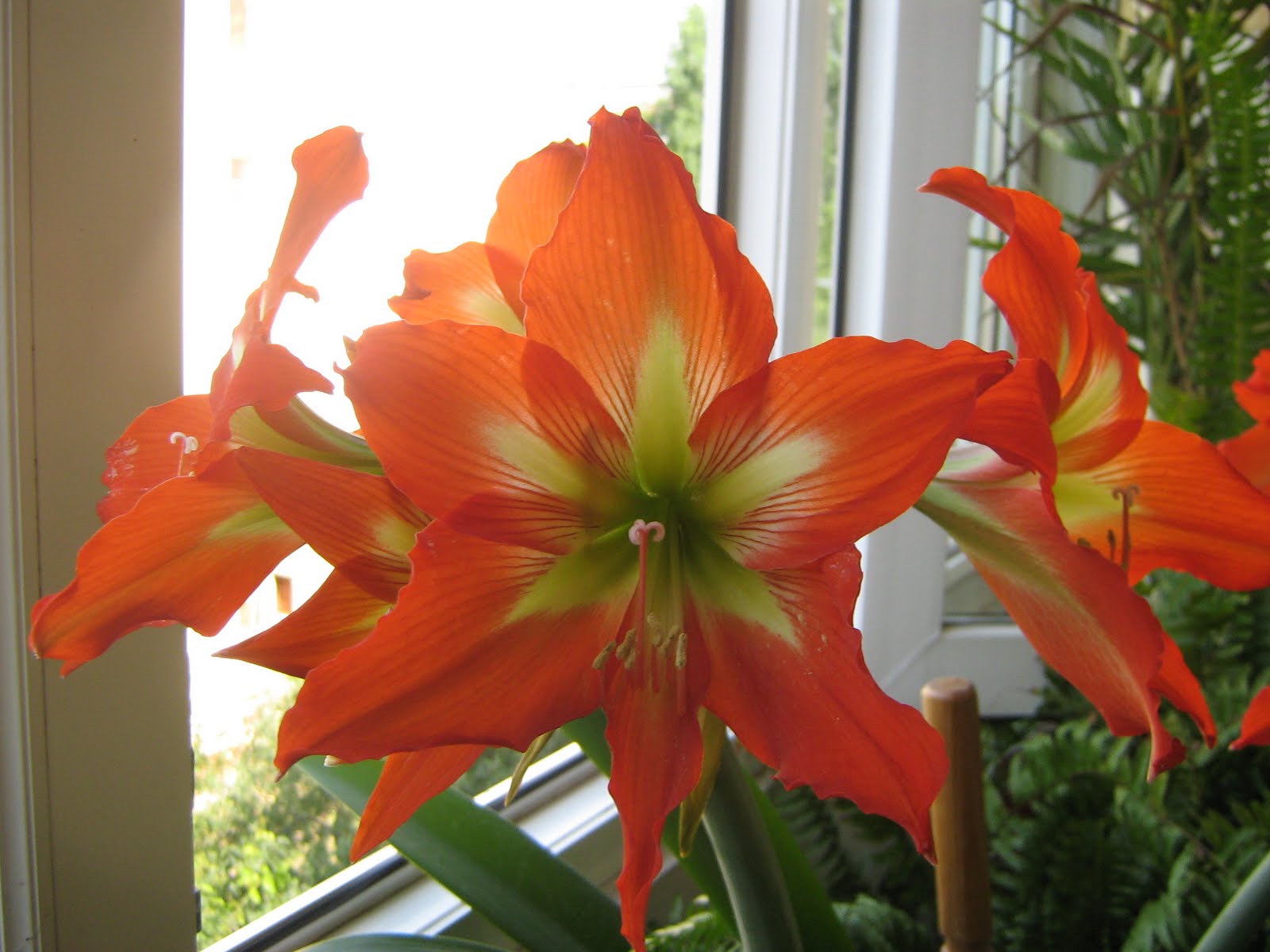 Vorbe de verde: FLORI DE CAMERA