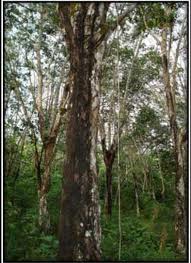 Plantation Rubber: Stem and Root Disease in Rubber