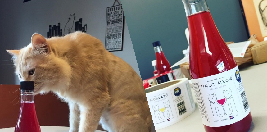 Vinho para gatos altera os sentidos dos pets e vem nos sabores ‘pinot ...