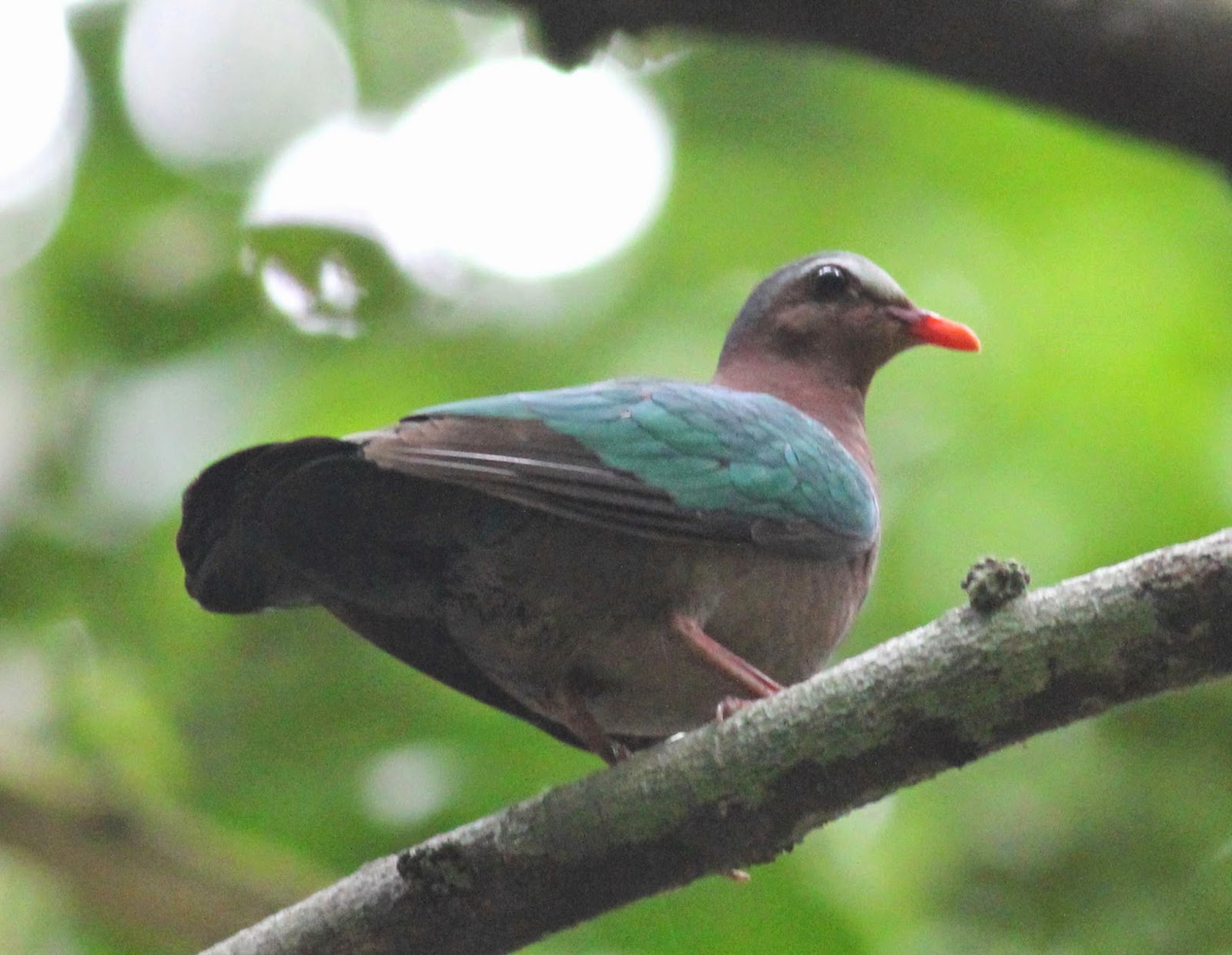 Ron-Nature-Adventures: Birding in Ulu Langat Forest - May 2014