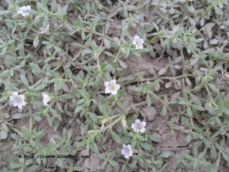 Creeping lickstoop(ভুমিপাত ফুল) - Dentella repens