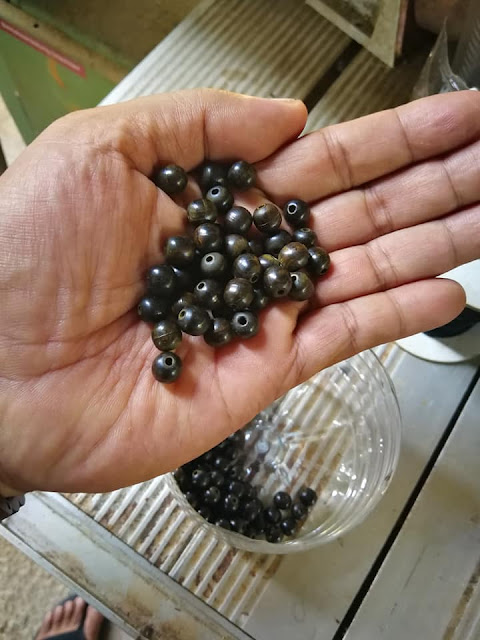 Tempahan Kemuning Hitam