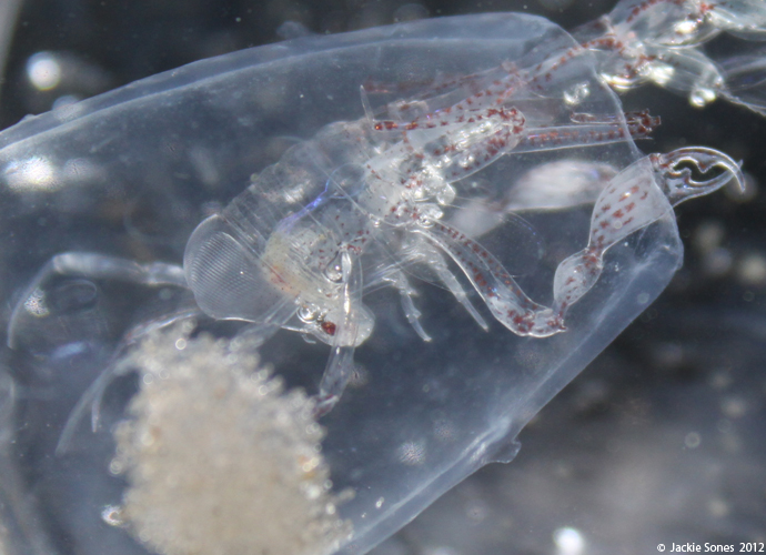 The Natural History of Bodega Head: Otherworldly