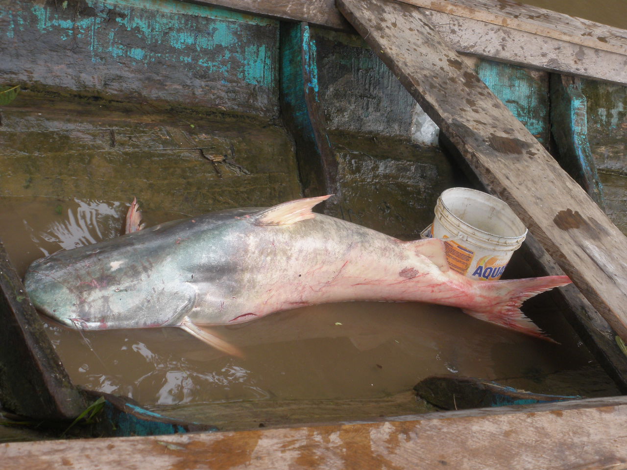 CONSERVACION PRIVADA: ALGUNAS ESPECIES DE PECES EN EL AREA DE SELVA ...