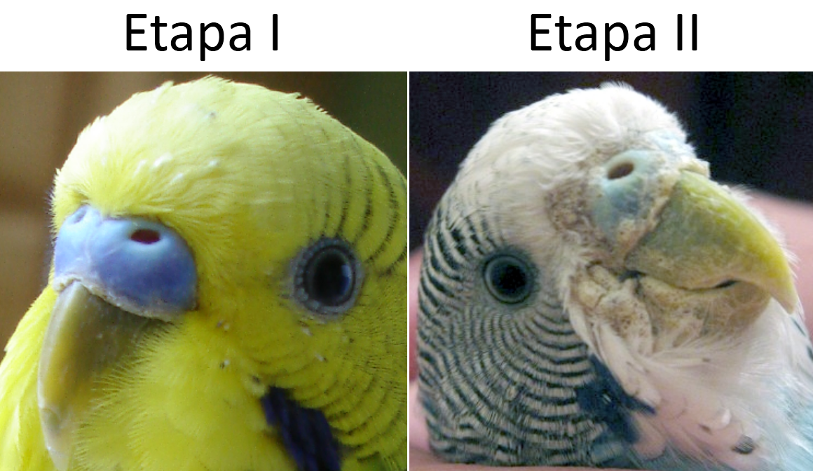 Cría de Periquitos Australianos: Ácaros de la Sarna y su ÚNICA Cura.